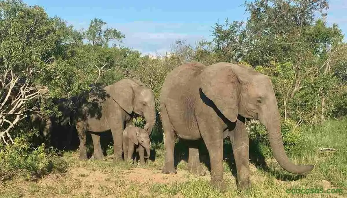 Qu'est-ce que la savane et quels animaux y vivent | Solidaires du monde